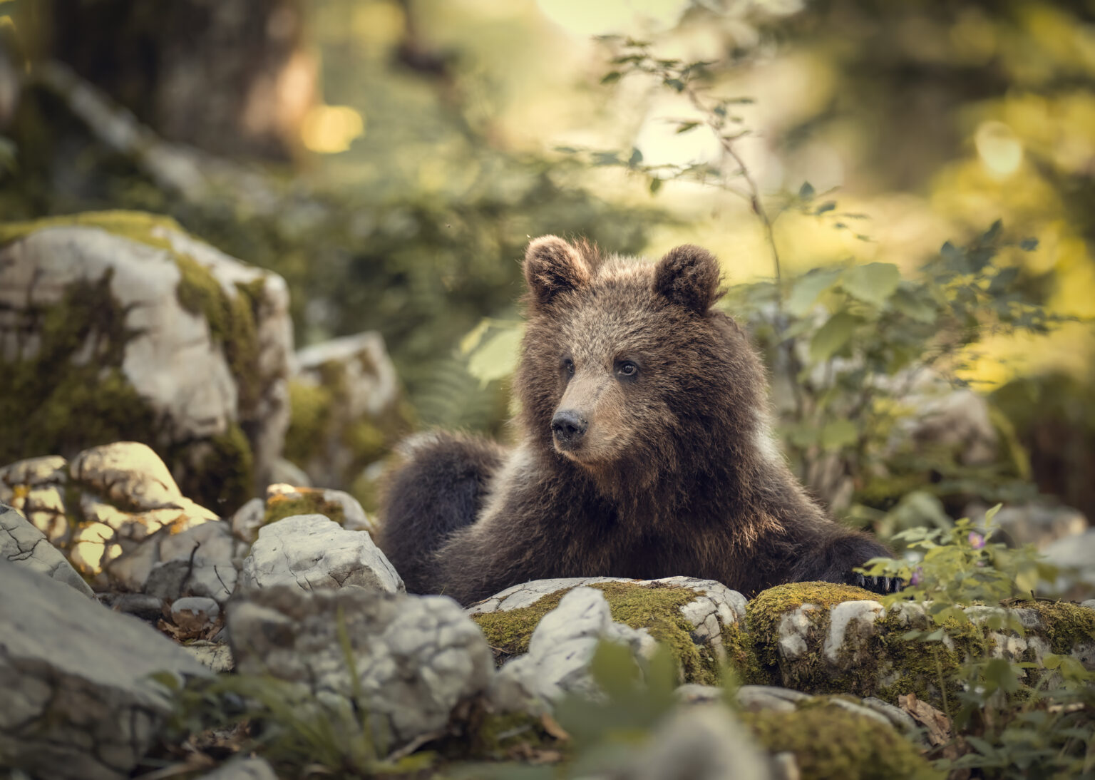 Bären fotografieren - Tanja Brandt